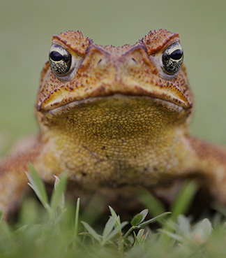 Solving Australia's ecological disaster: the cane toad - Institute for ...