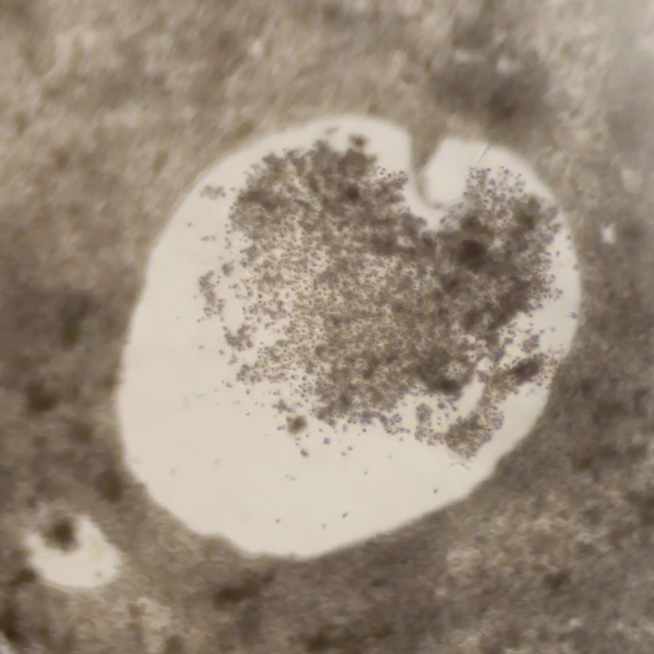 Reading the story of the developing human heart - Institute for ...