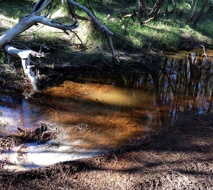 New class of painkiller found in the mud - Institute for Molecular ...