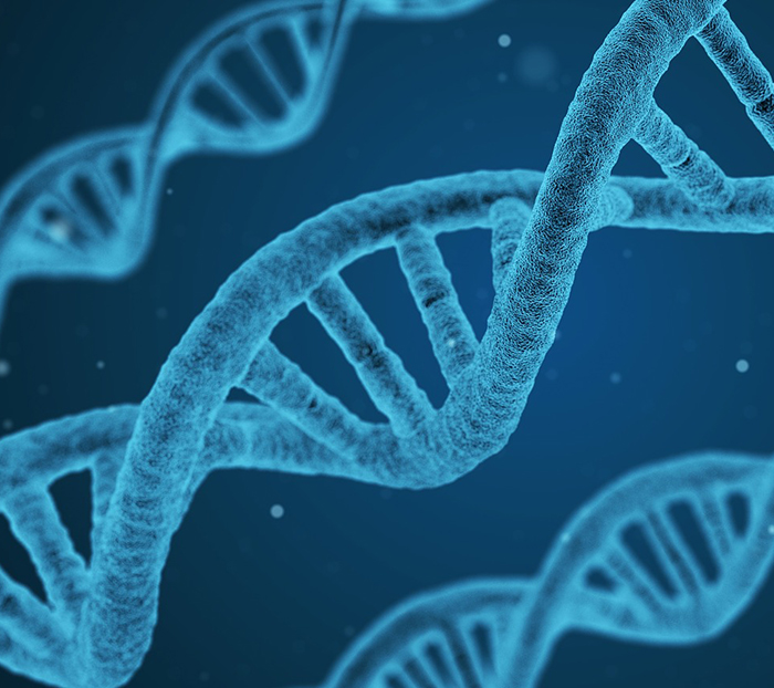 Hidden Dna Fragment The Trigger Switch For Male Development