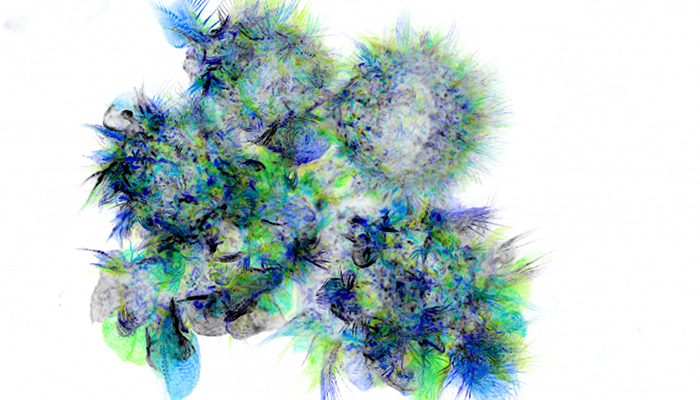 Solving big-data bottlenecks for microscopy - Institute for Molecular ...