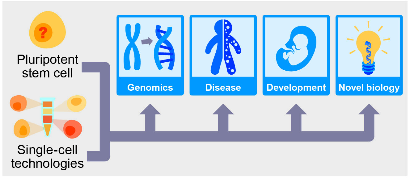 Stem cells and cardiovascular development - Institute for Molecular ...