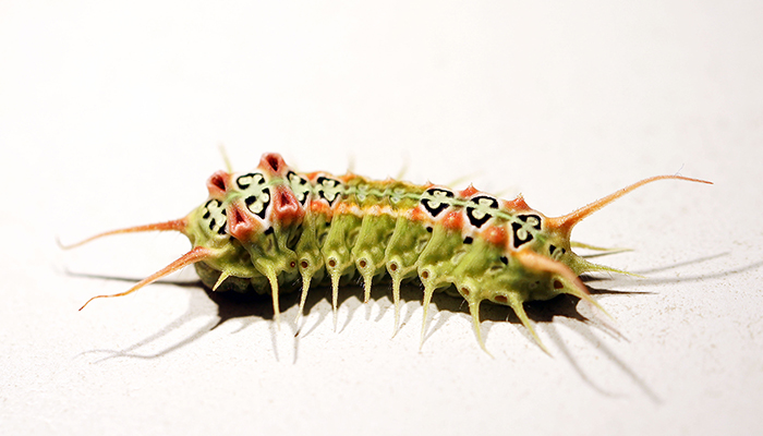 The very venomous caterpillar - Institute for Molecular Bioscience ...