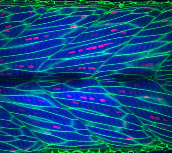 Targeting cells for precision nanotherapy - Institute for Molecular ...