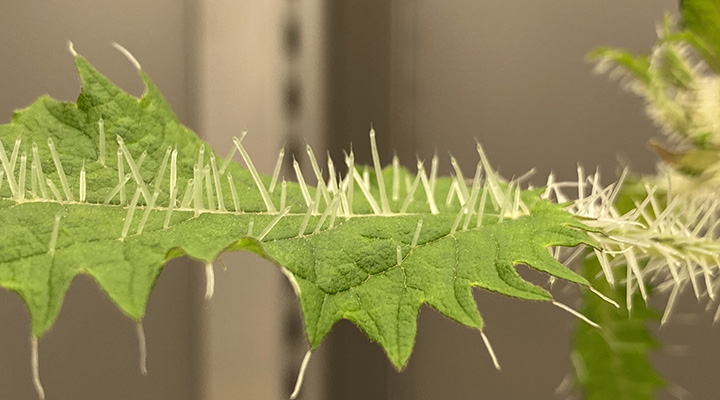 Native New Zealand tree puts the sting on pain - Institute for ...