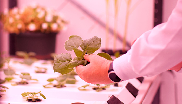 Native tobacco plants reborn as ‘biofactories’ to grow medicines ...