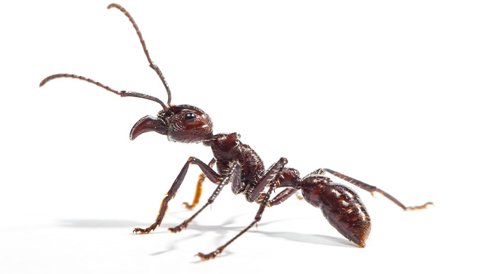 Ants inflict pain with neurotoxins - Institute for Molecular Bioscience ...