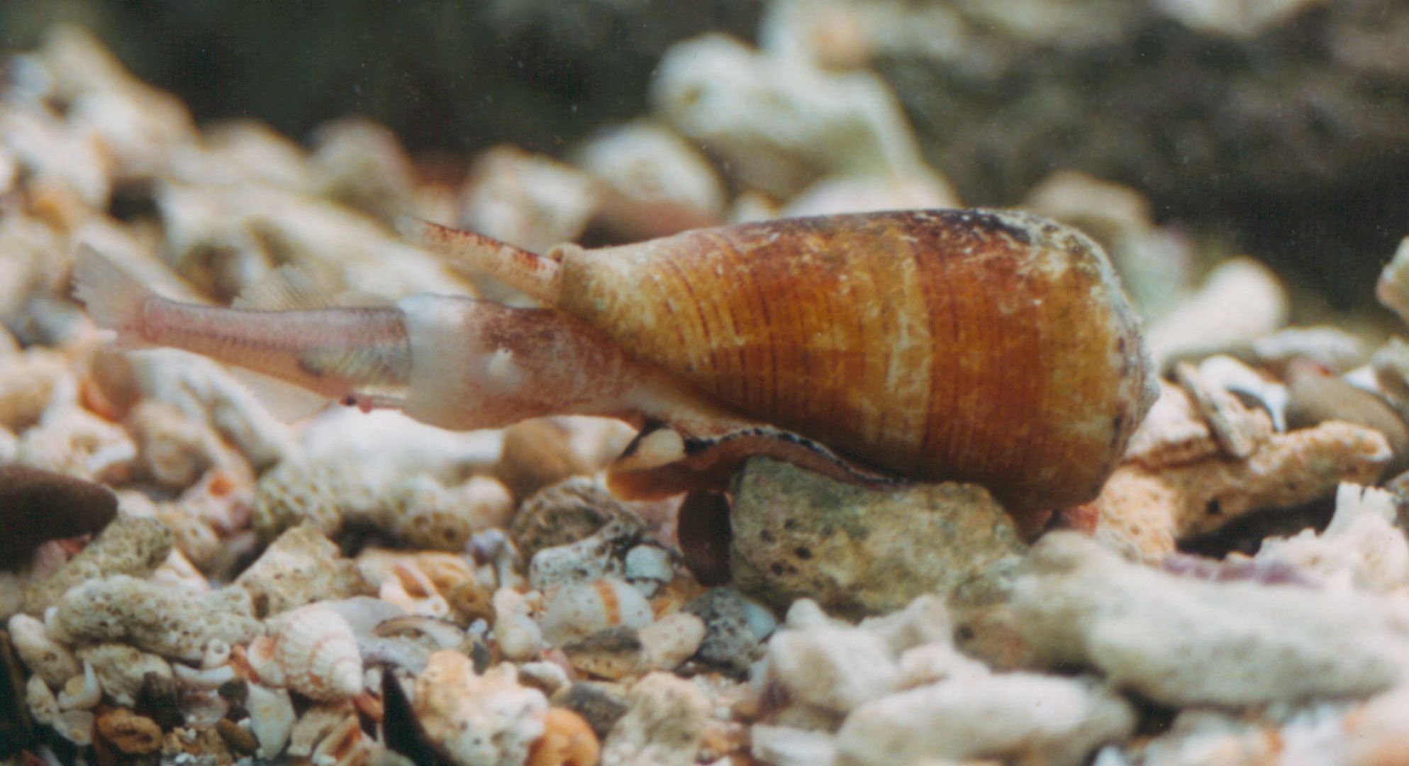 Harpoon Cone Snail Sting
